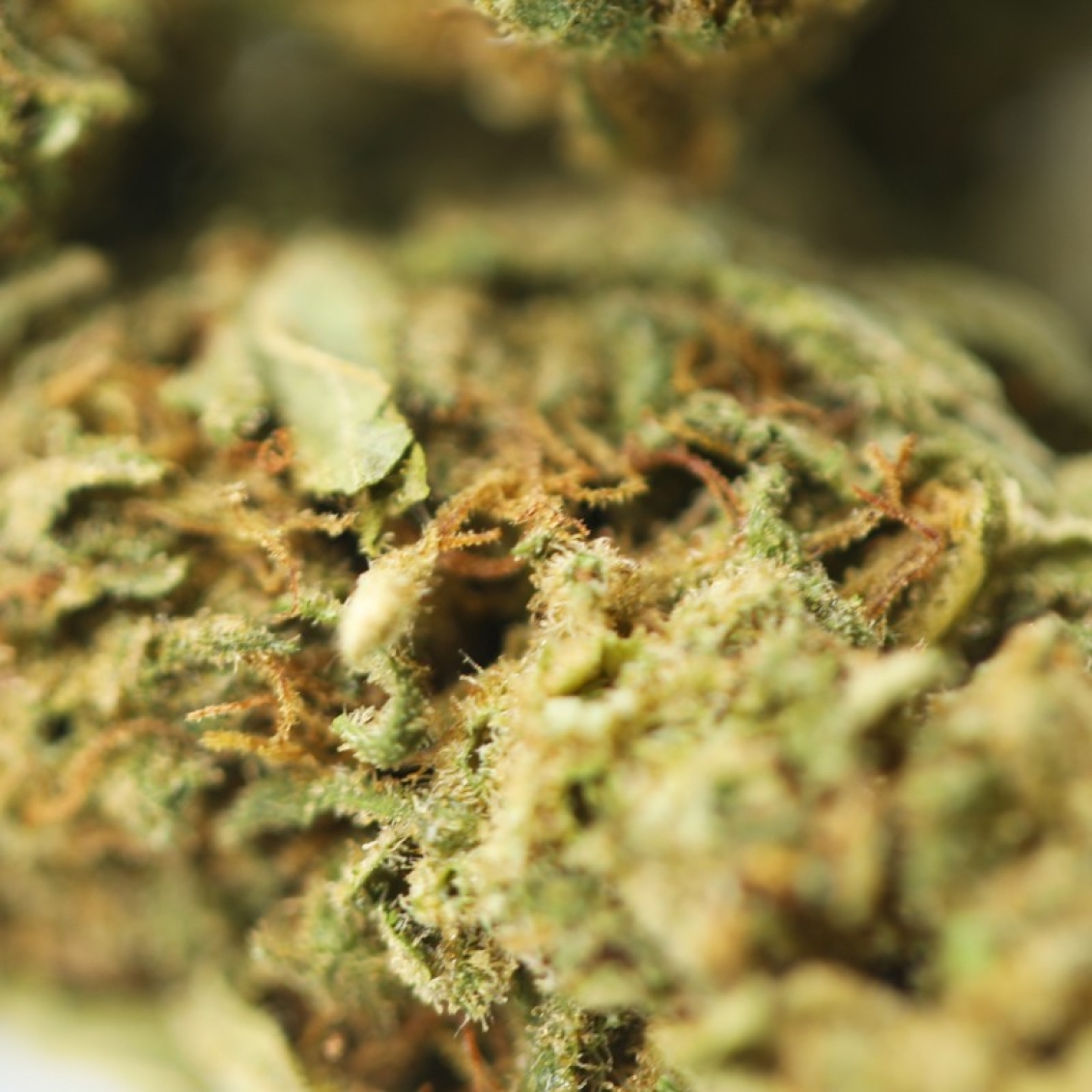 Découvrez la fleur de CBD Amnesia Small Bud