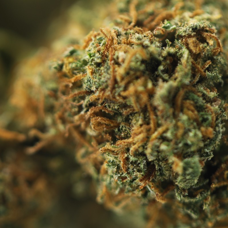 Découvrez la fleur de CBD Amnesia Premium