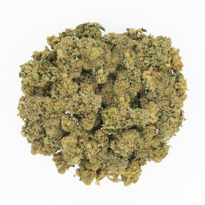 Découvrez la fleur de CBD Jamaican Dream Small Bud