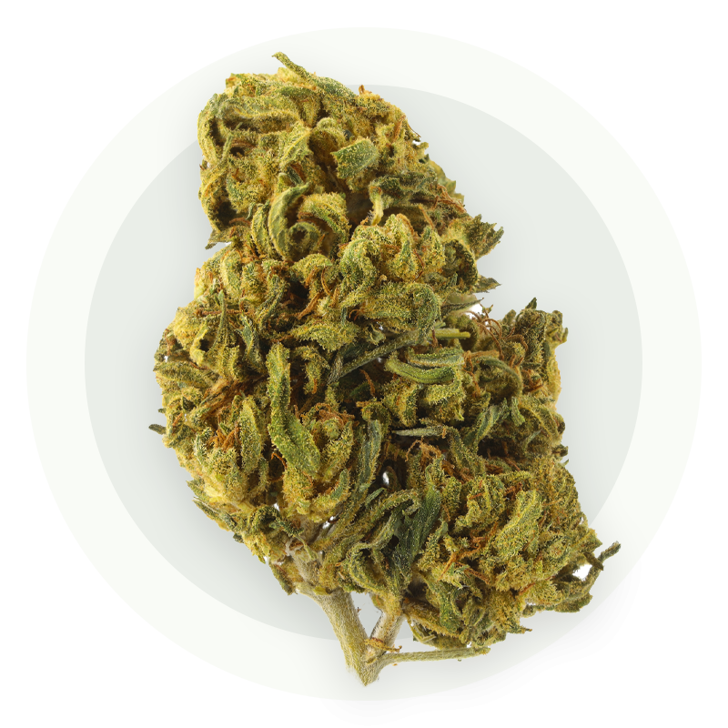 La culture en hydroponie : une méthode de culture sans sol